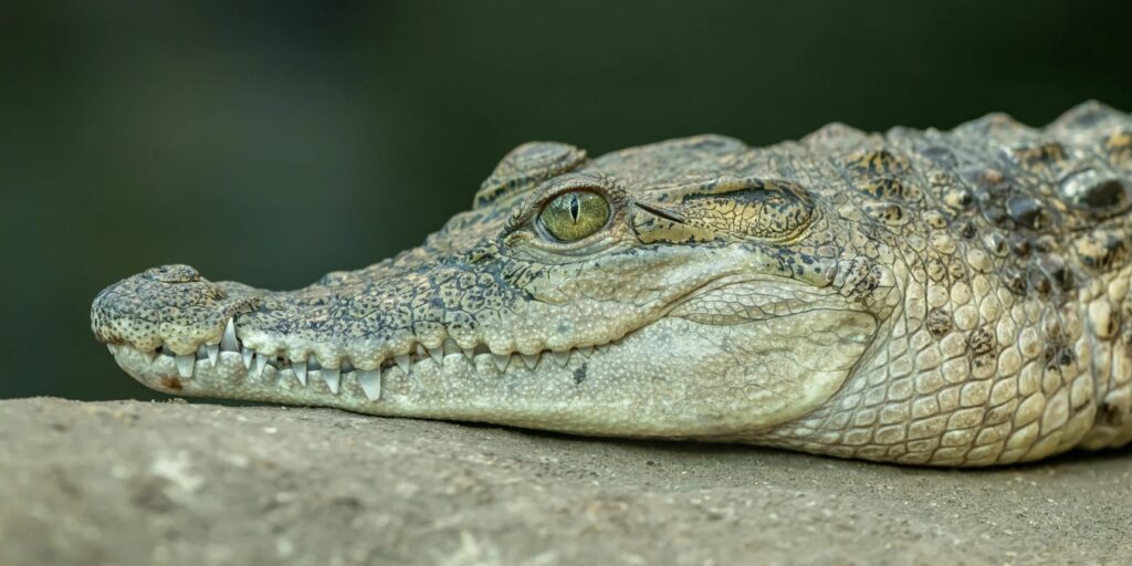What is Crocodile, Types and History