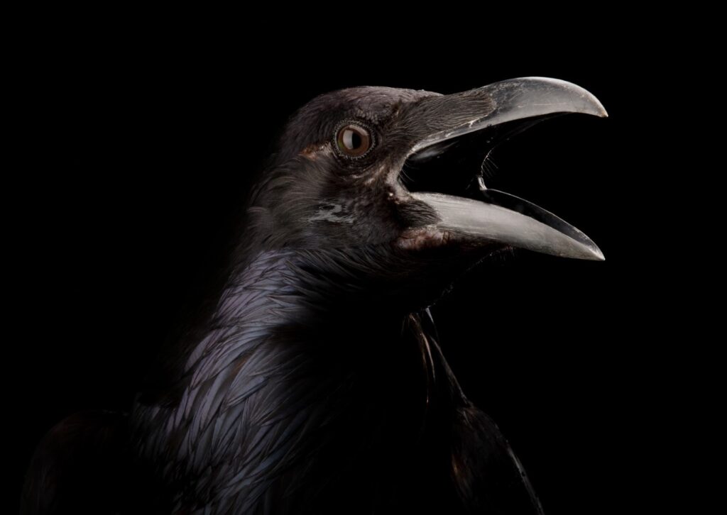 What is Crow, Types and History