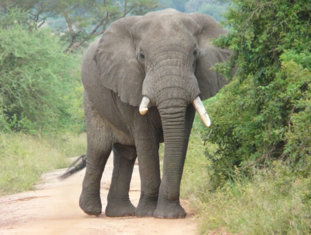 What is Elephant, Types and History