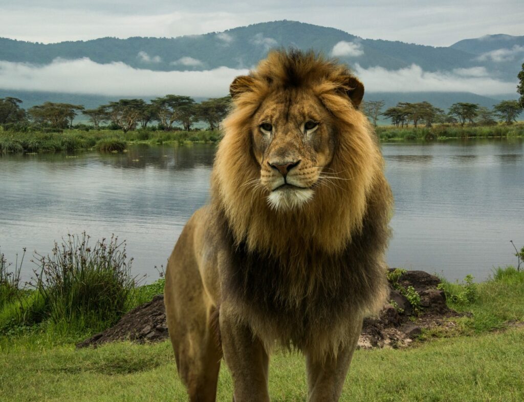 What is Lion, Types and History