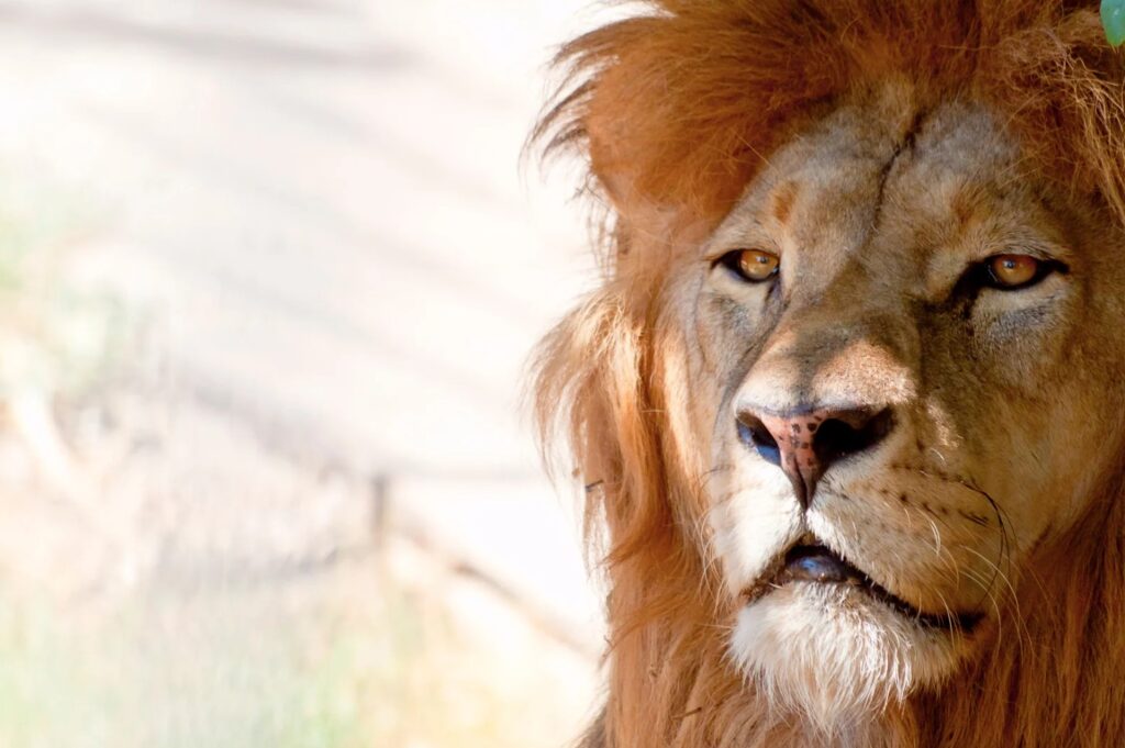 What is Lion, Types and History