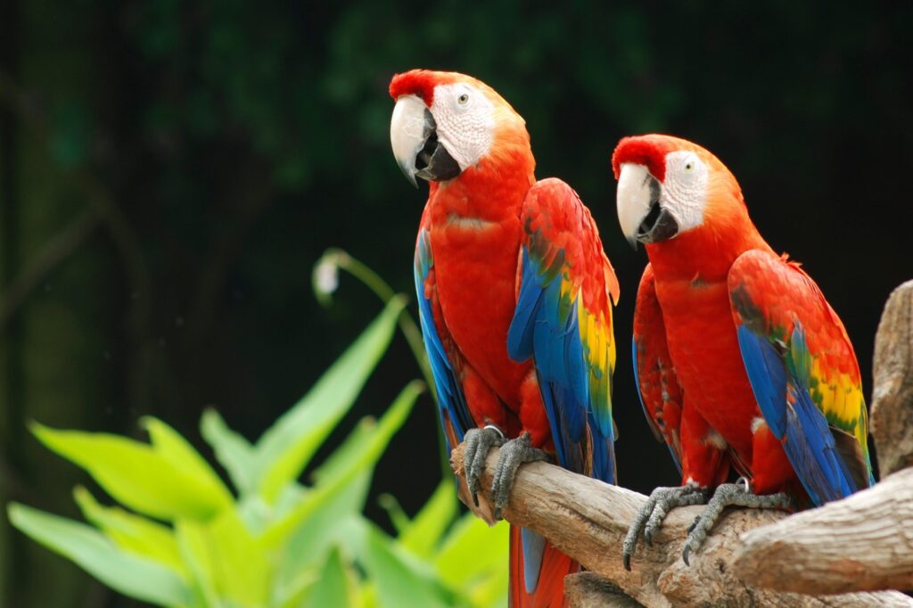 What is Parrot, Types and History