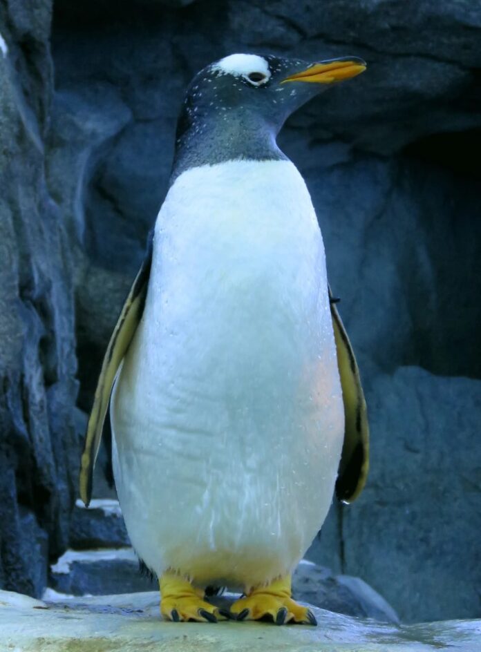 What is Penguin Animal, Types and History