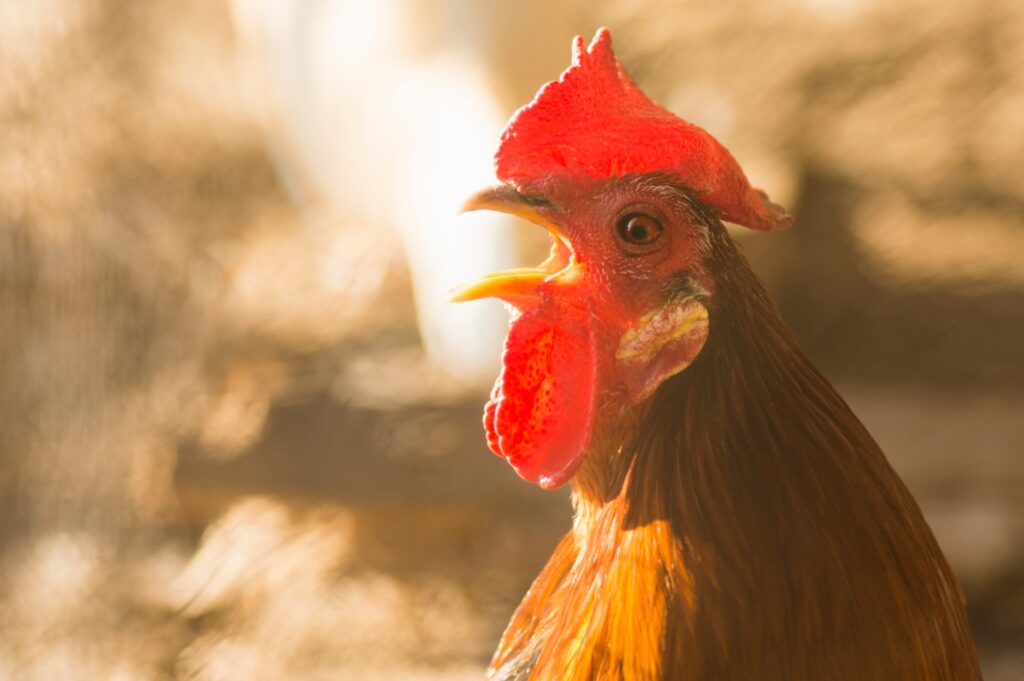 What is Rooster, Types and History