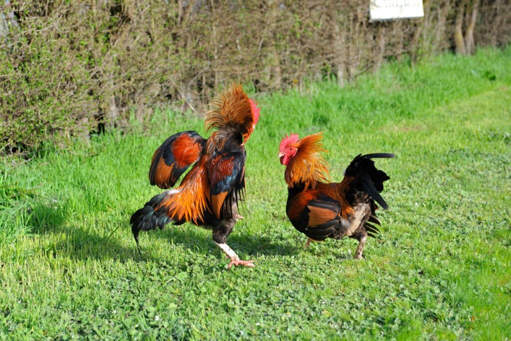 What is Rooster, Types and History