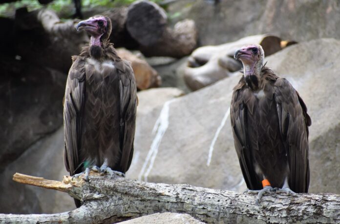 What is Vulture, Types and History