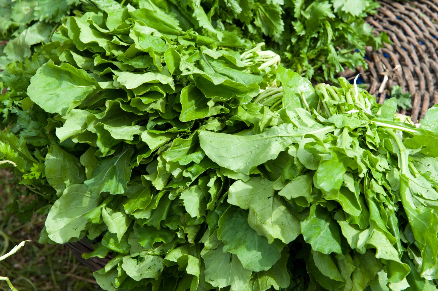 What is Arugula, Its Benefits and History