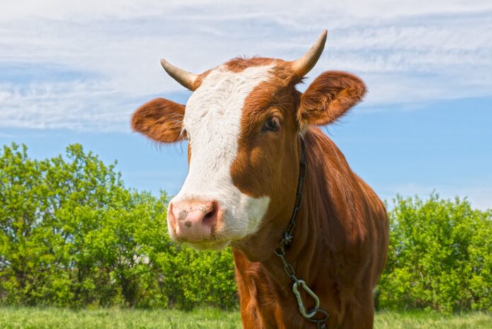 What is Bull, Types and History