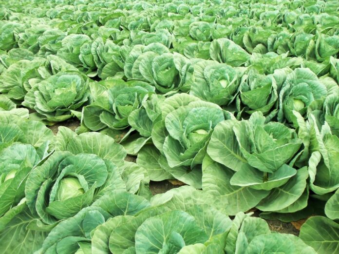 What is Cabbage, Its Benefits and History