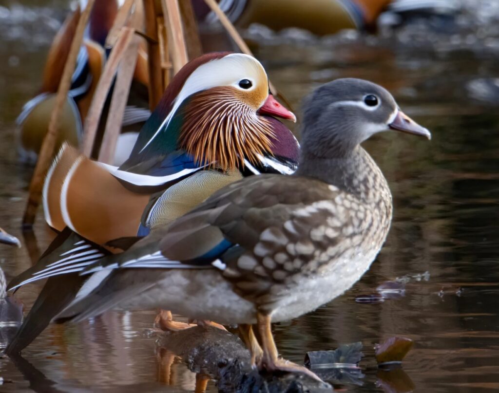 What is Duck, Types and History