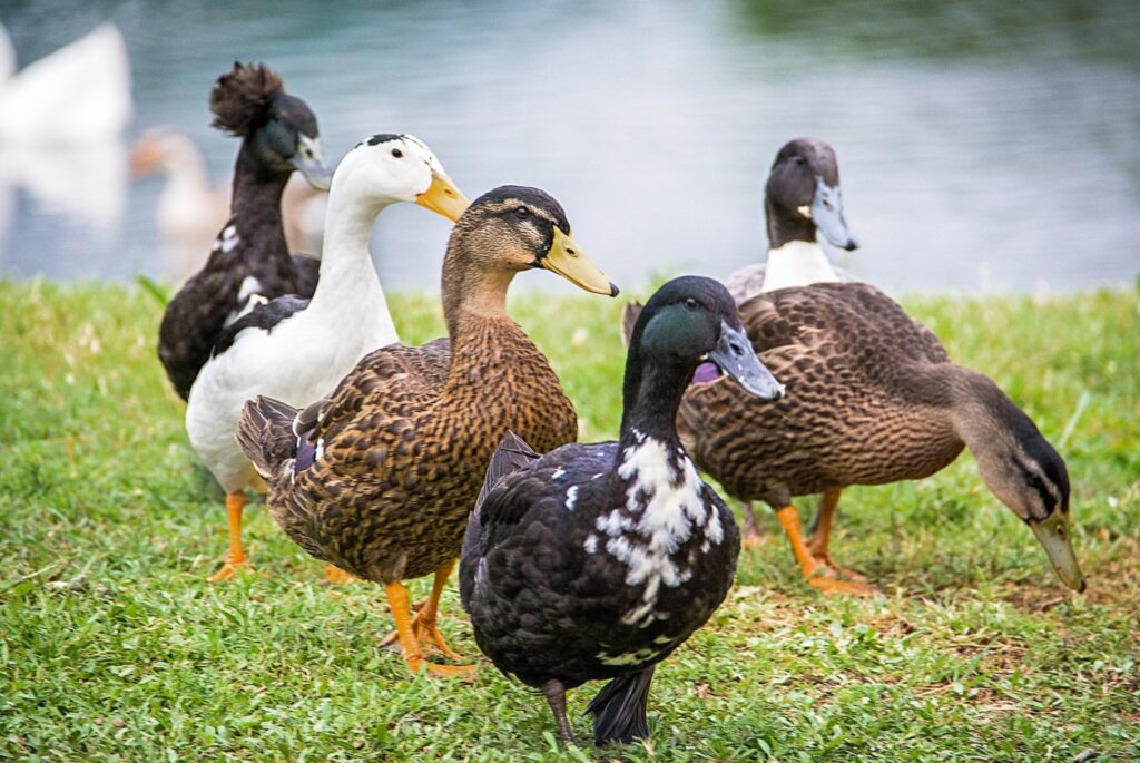 What is Duck, Types and History