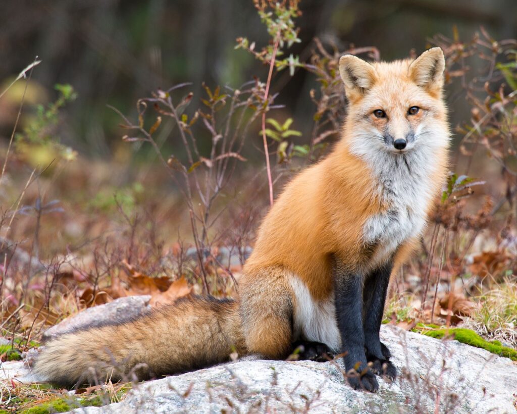 What is Fox, Varieties and History
