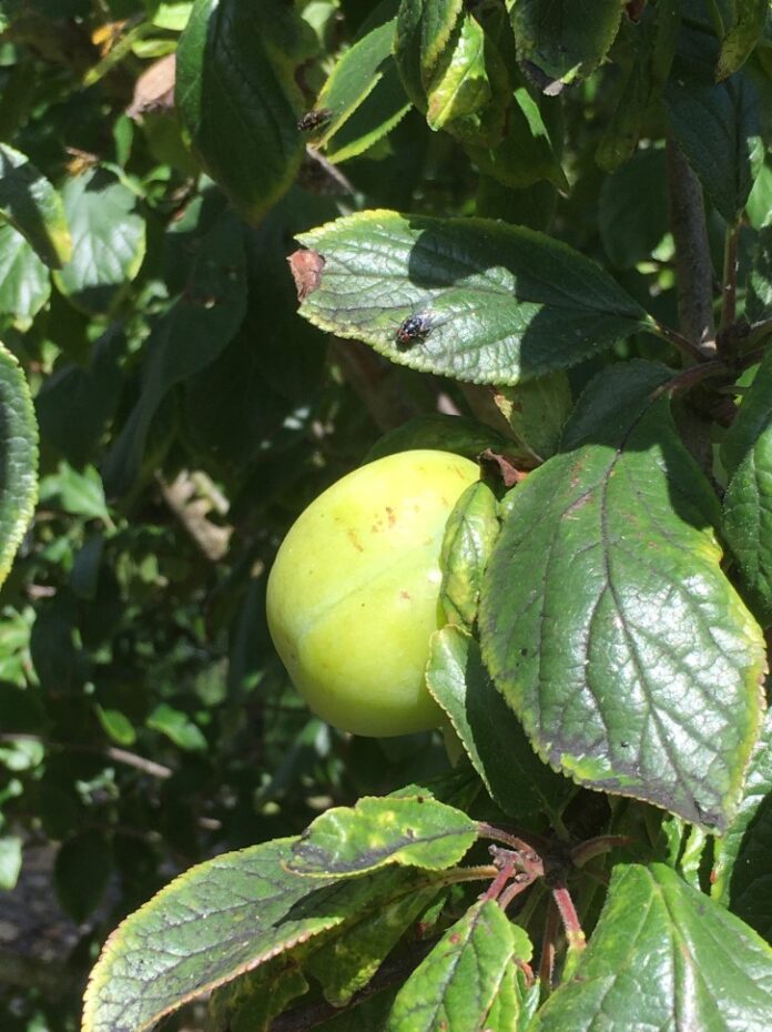 What is Greengages, Its Benefits and History