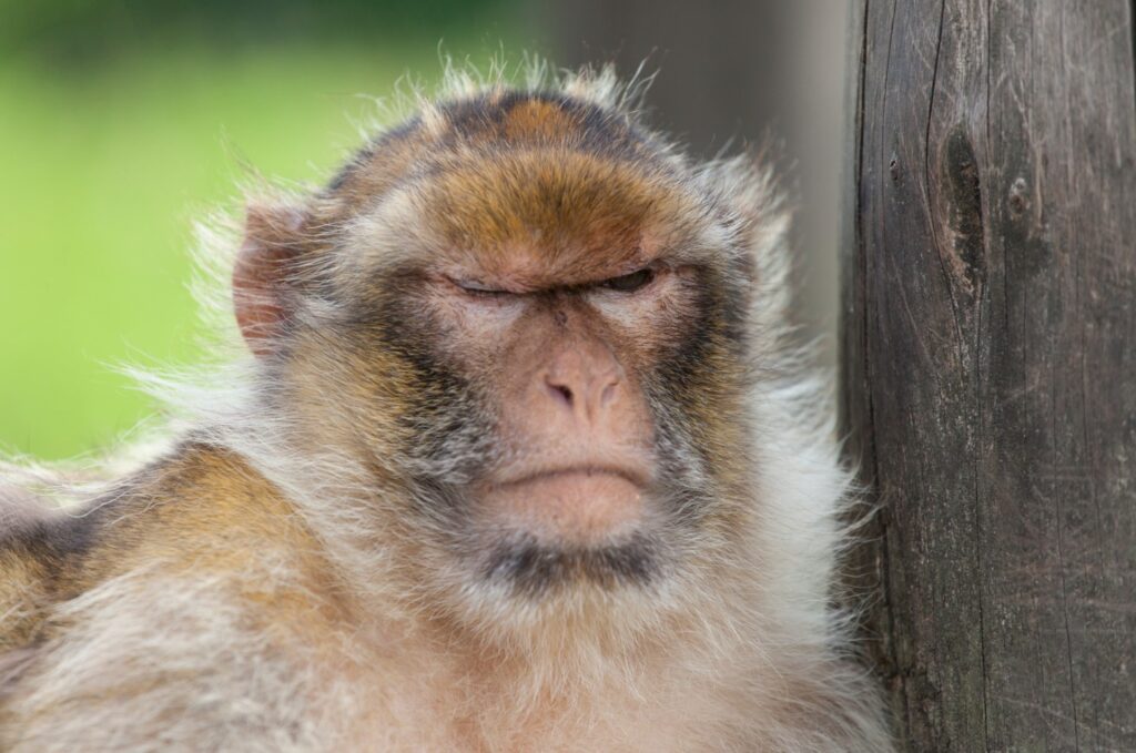 What is Monkey, Types and History