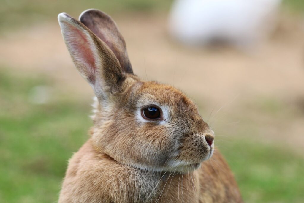 What is Rabbit, Varieties and History